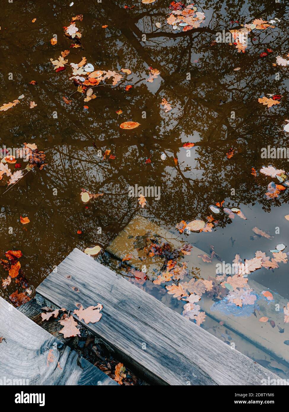 Vertical shot of a reflective pond with floating autumn leaves in a forest Stock Photo - Alamy