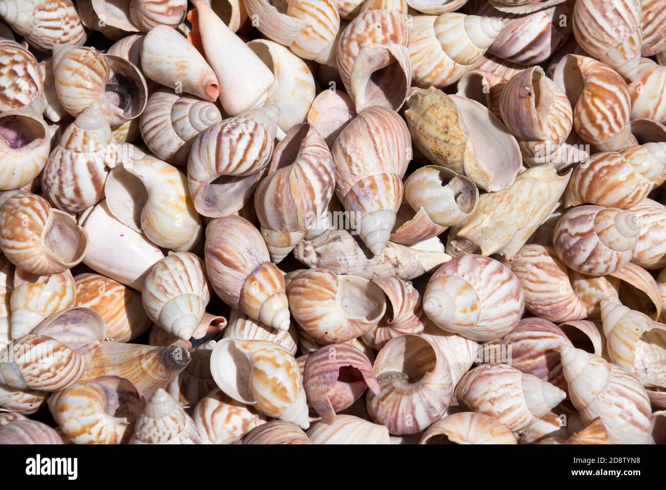 Sea shells as background Stock Photo - Alamy
