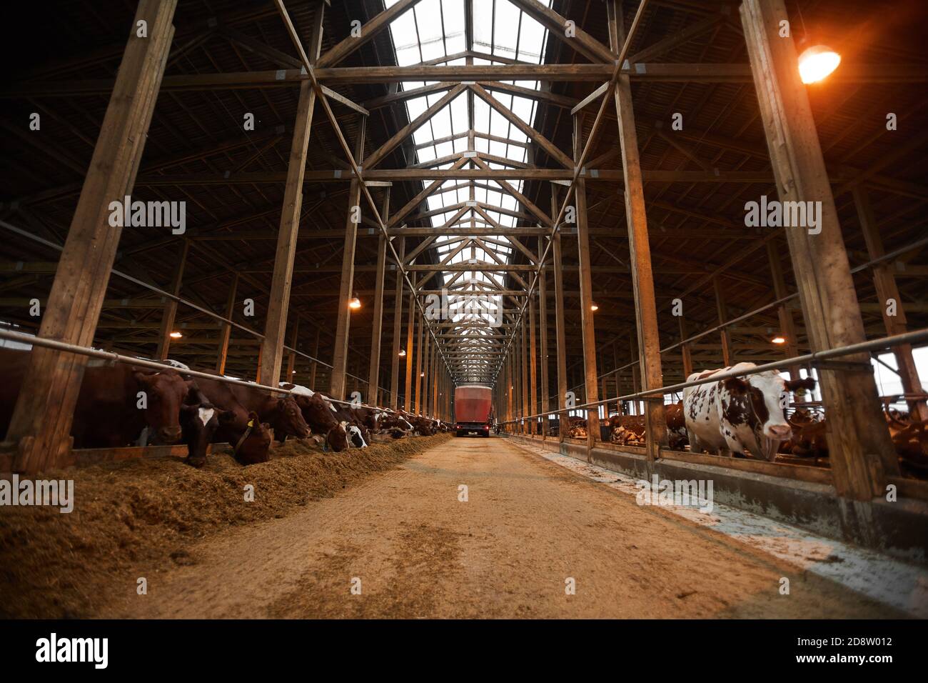 Wide angle background image of industrial cowshed with cows in rows ...