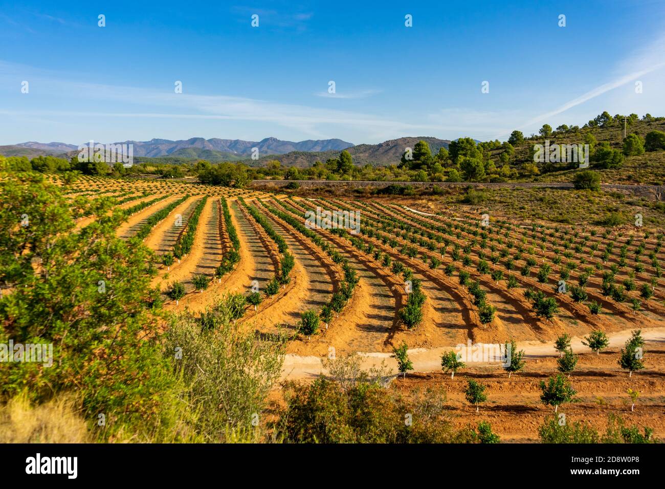 Field of cultivation of oranges, trees with many fruits at full ...