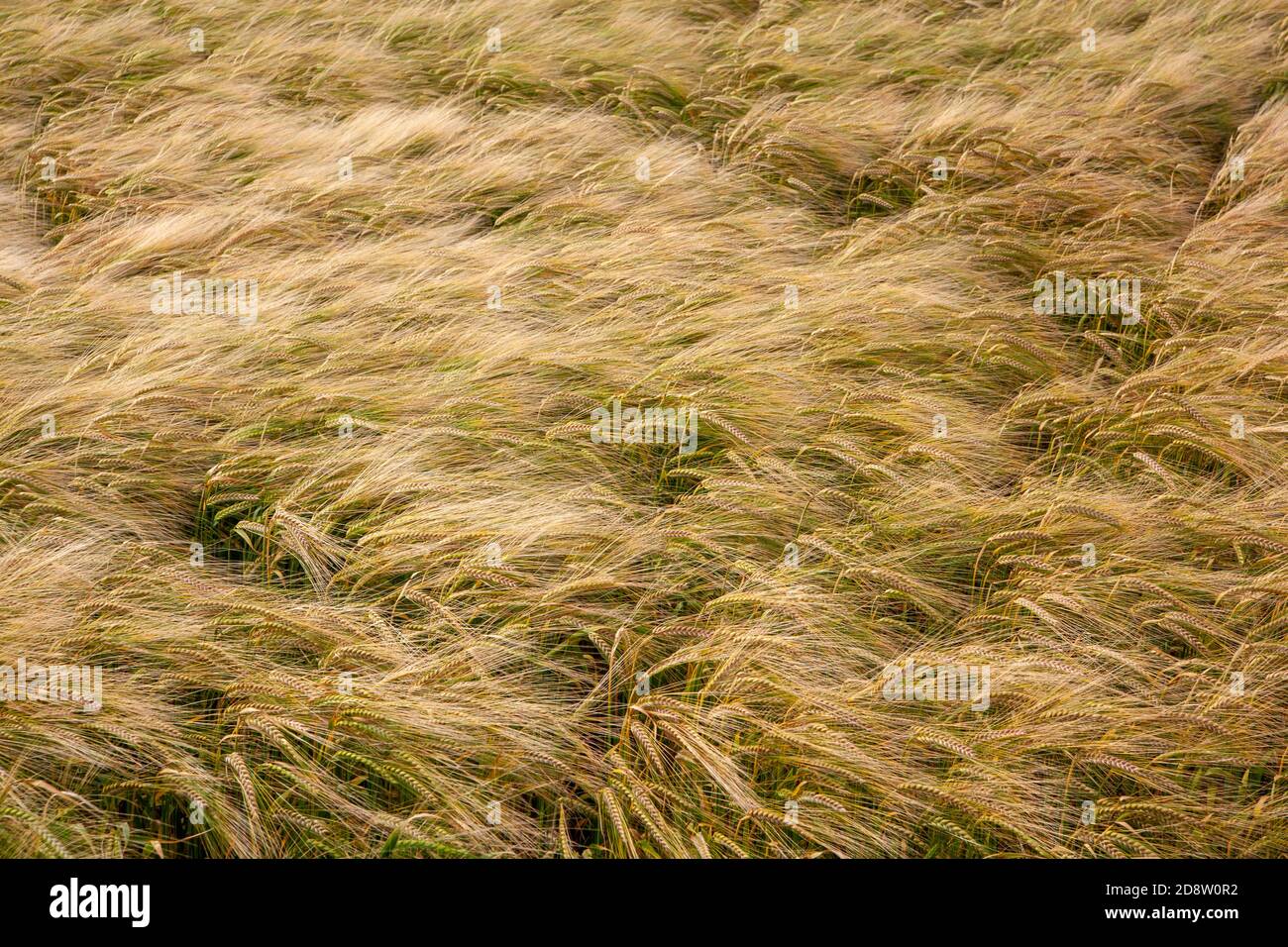 Grain field ireland hi-res stock photography and images - Alamy