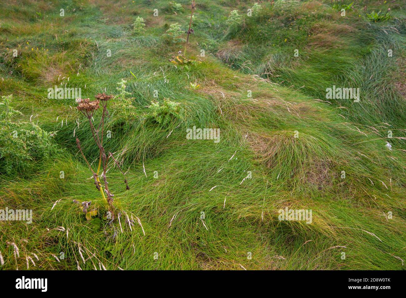 Green grass of ireland hi-res stock photography and images - Alamy