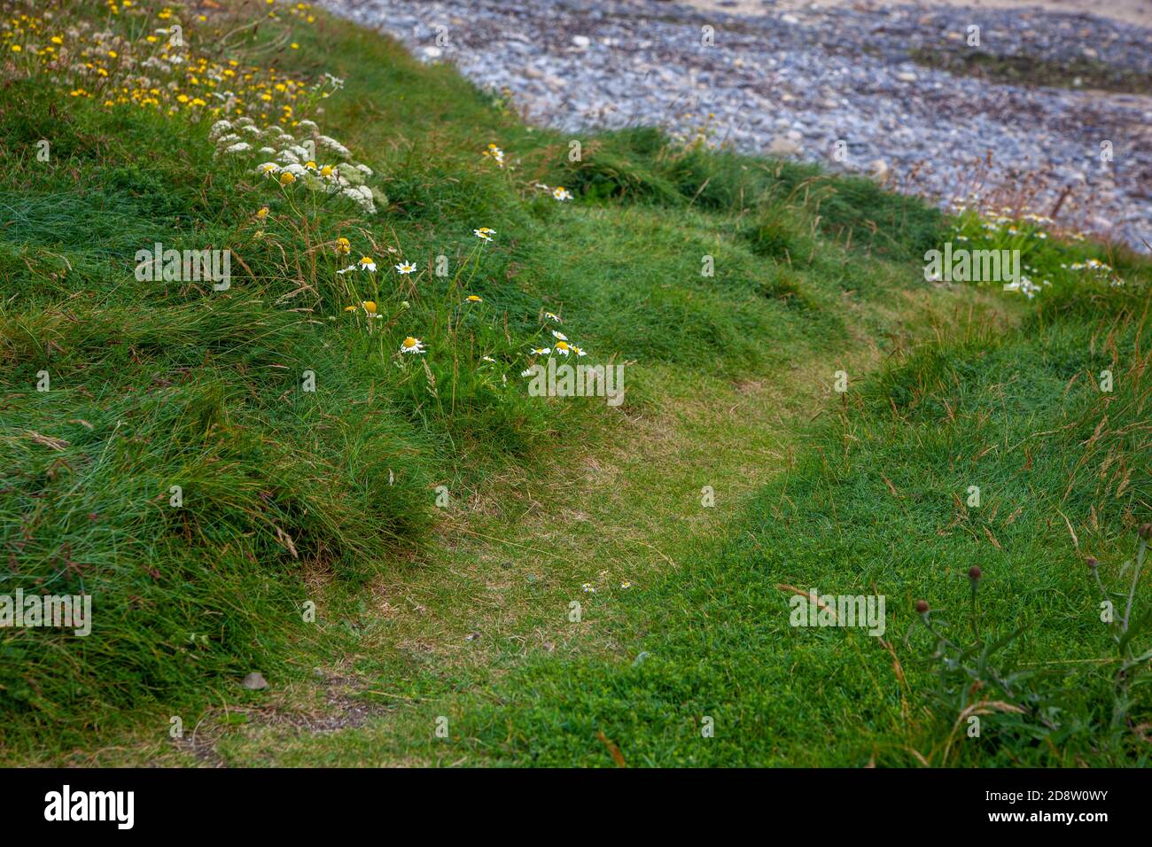 A green grass path to a rockey beach Stock Photo - Alamy