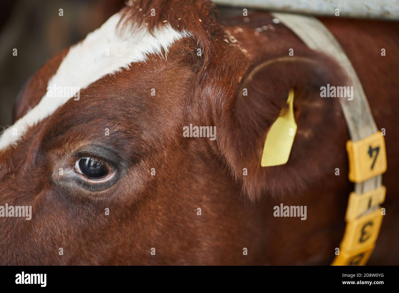 Healthy cow hi-res stock photography and images - Alamy