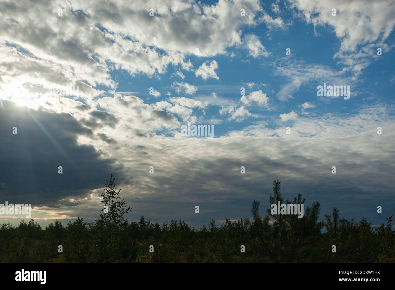 blue sky over young trees Stock Photo - Alamy