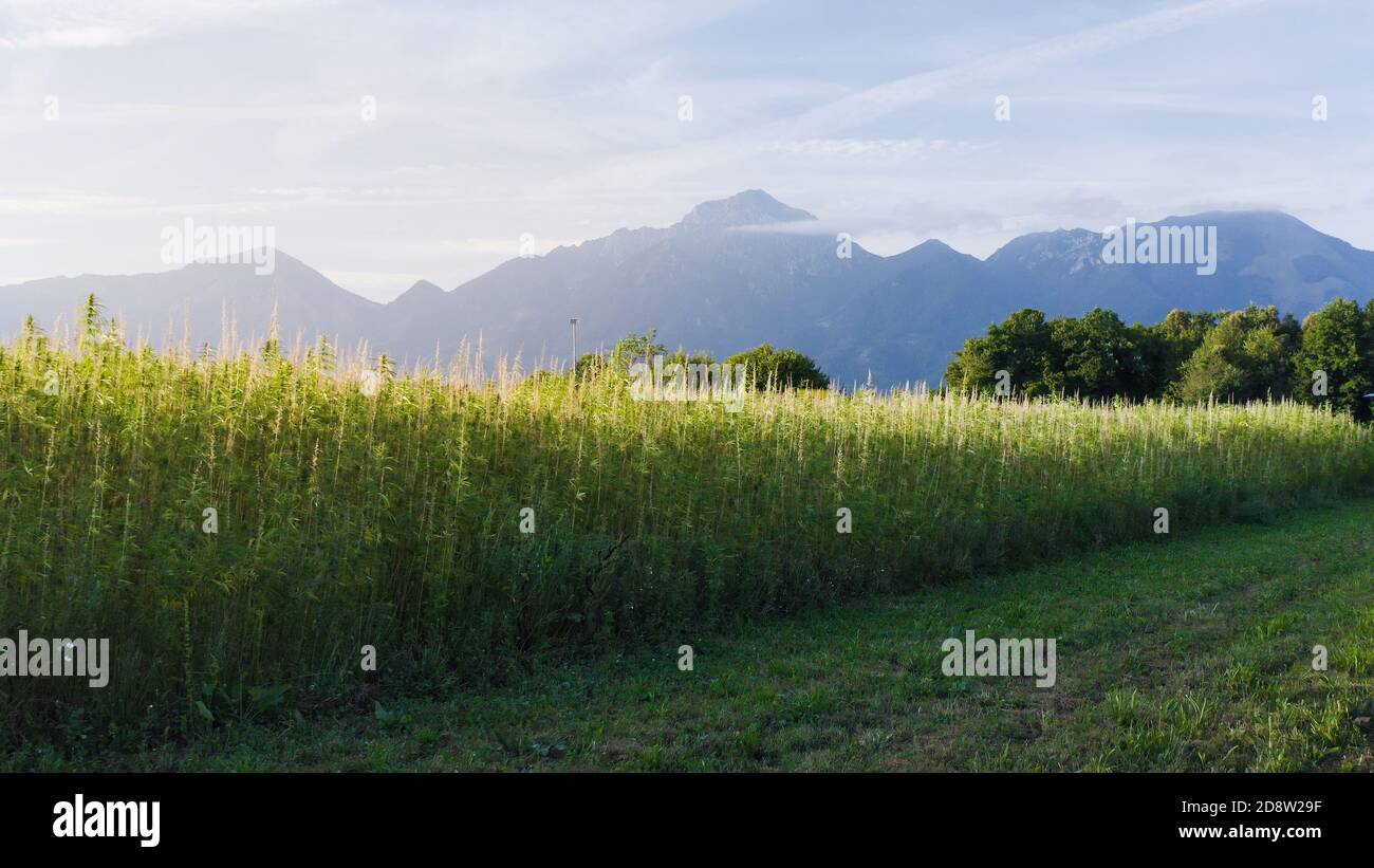 Hemp field on a sunny day. Cannabis plants growing for CBD production ...