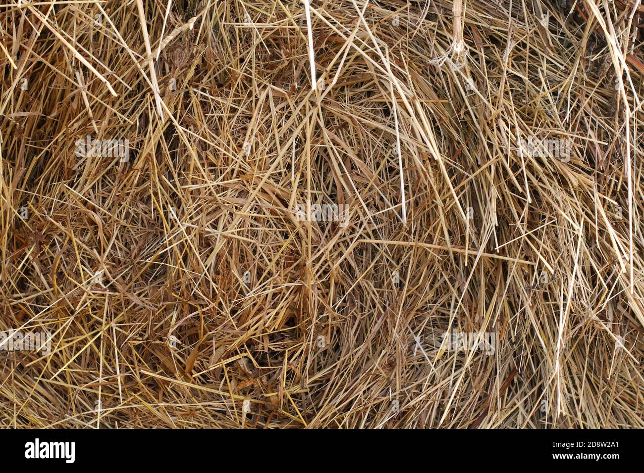 Hay bales are stacked in large stacks. Harvesting in agriculture ...