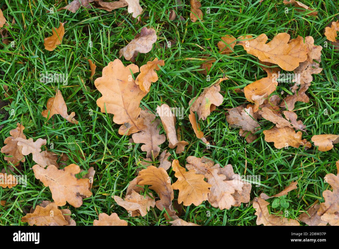 Dry oak tree leaves on green grass viewed from above. Season ...