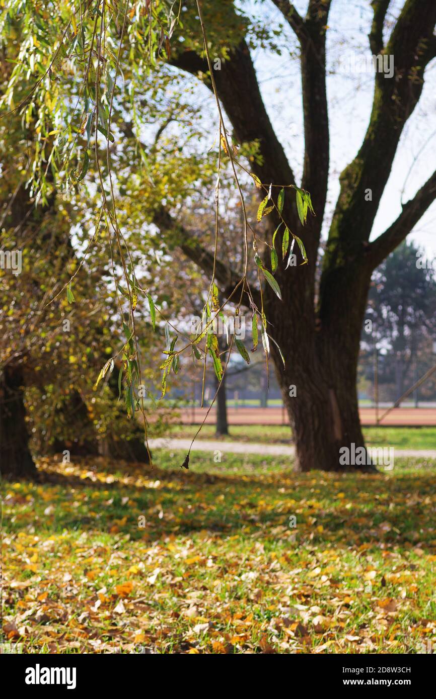 Close up weeping willow tree hi-res stock photography and images - Alamy