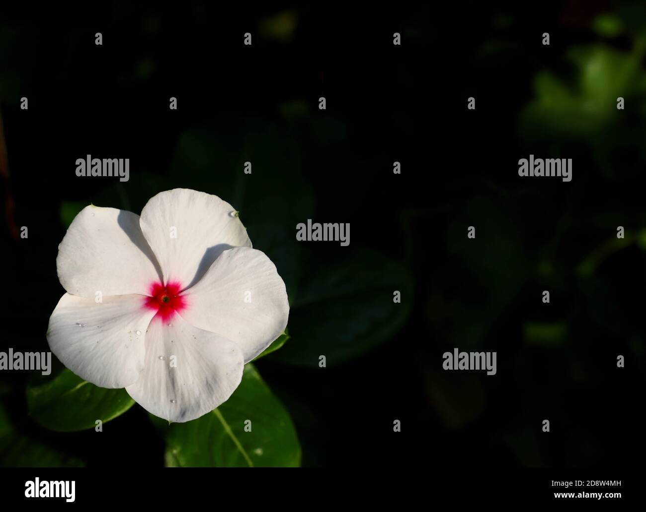White flower with dark center hi-res stock photography and images - Alamy