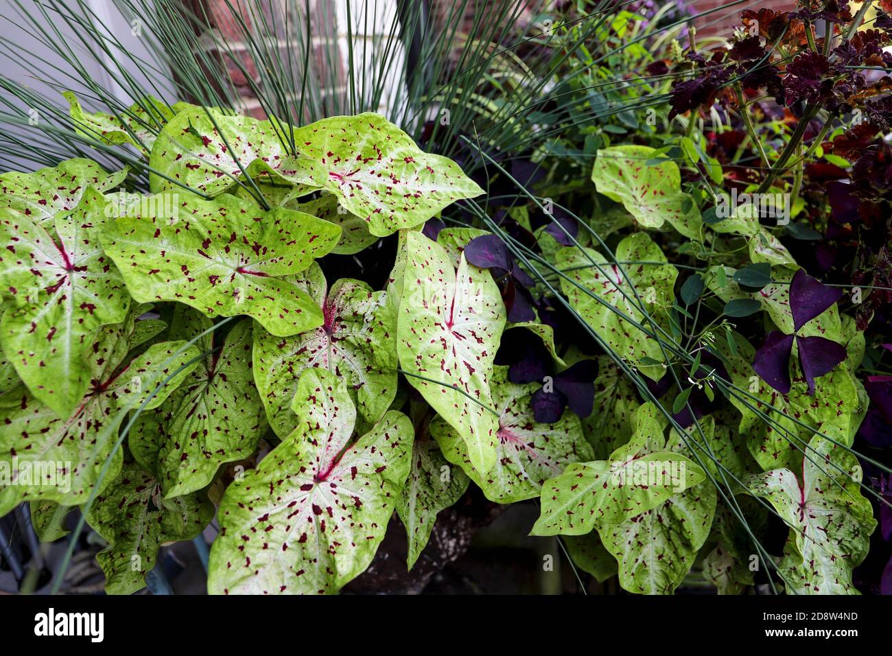 Variegated red and green caladium fill out garden containers that ...