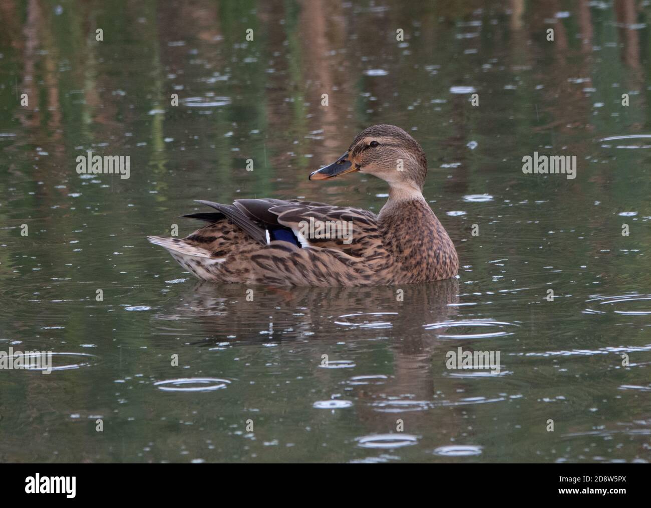 Mallard sat on water hi-res stock photography and images - Alamy