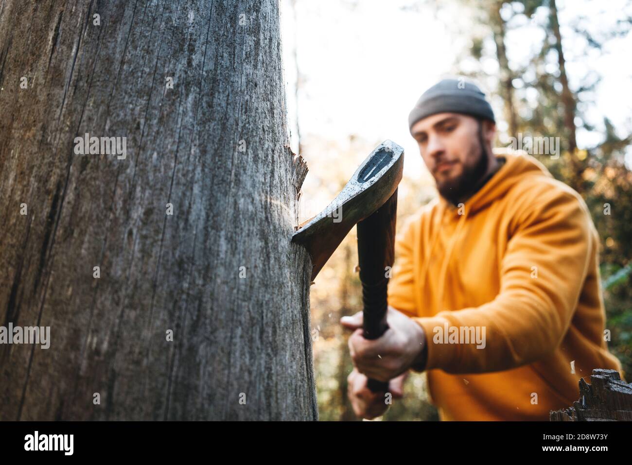 Chip Fly High Resolution Stock Photography and Images - Alamy