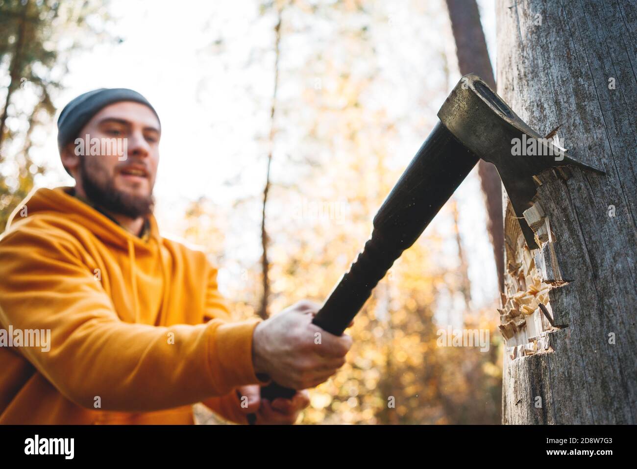 Lumberjack chopping wood in the forest. Axe closeup Stock Photo - Alamy