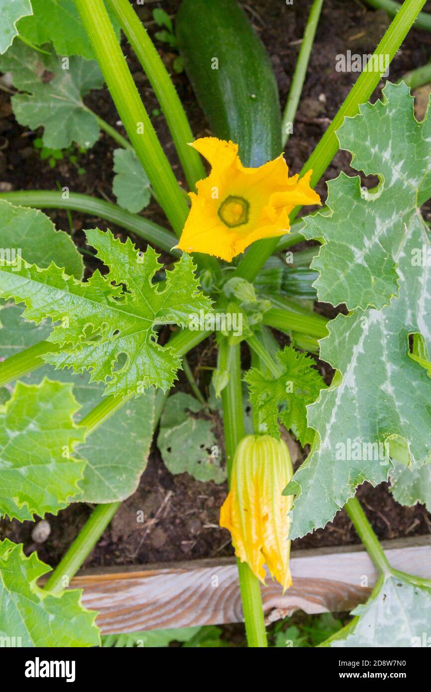 Green natural zucchini grow in the garden in the summer Stock Photo - Alamy