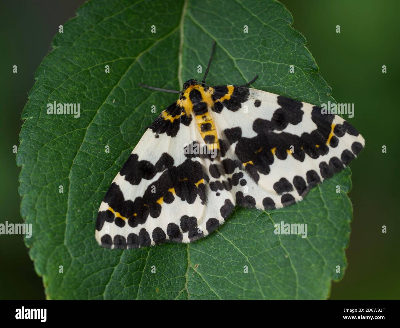 Insect leaf magpie moth hi-res stock photography and images - Alamy