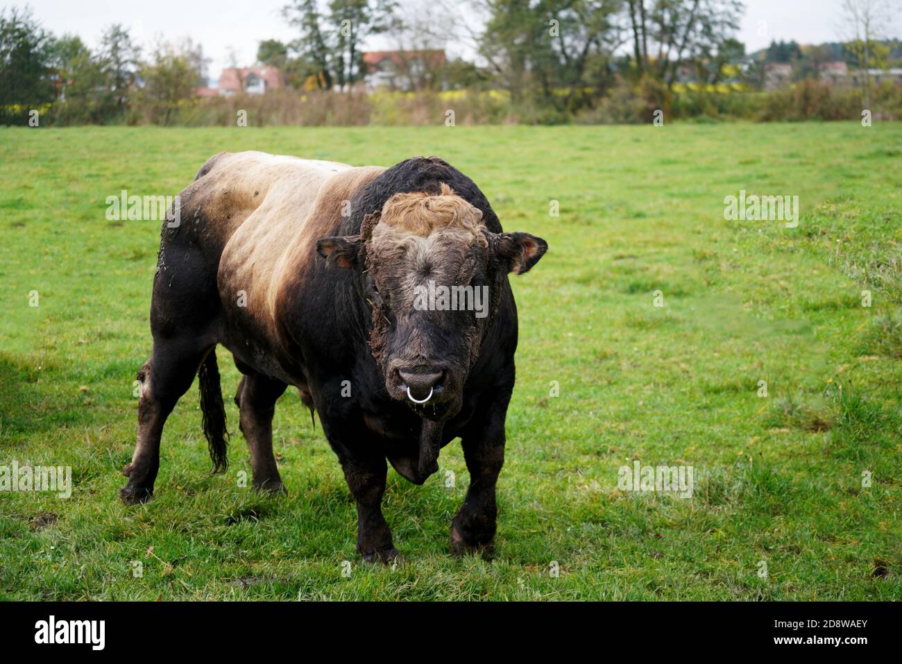 Closeup shot of a bull on the lawn in the farm under the daylight Stock ...