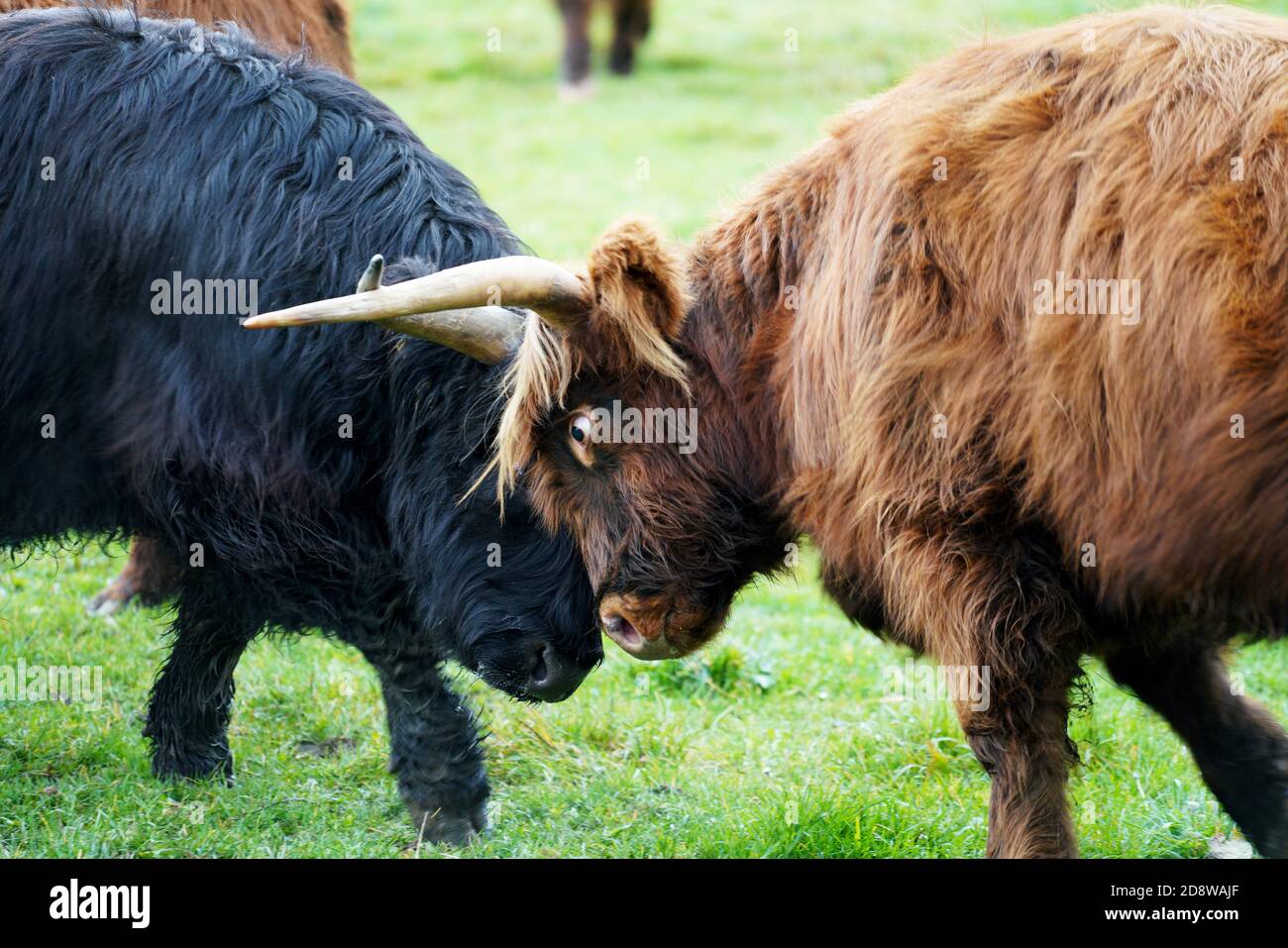 Closeup shot of bulls on the lawn in the farm under the daylight Stock ...