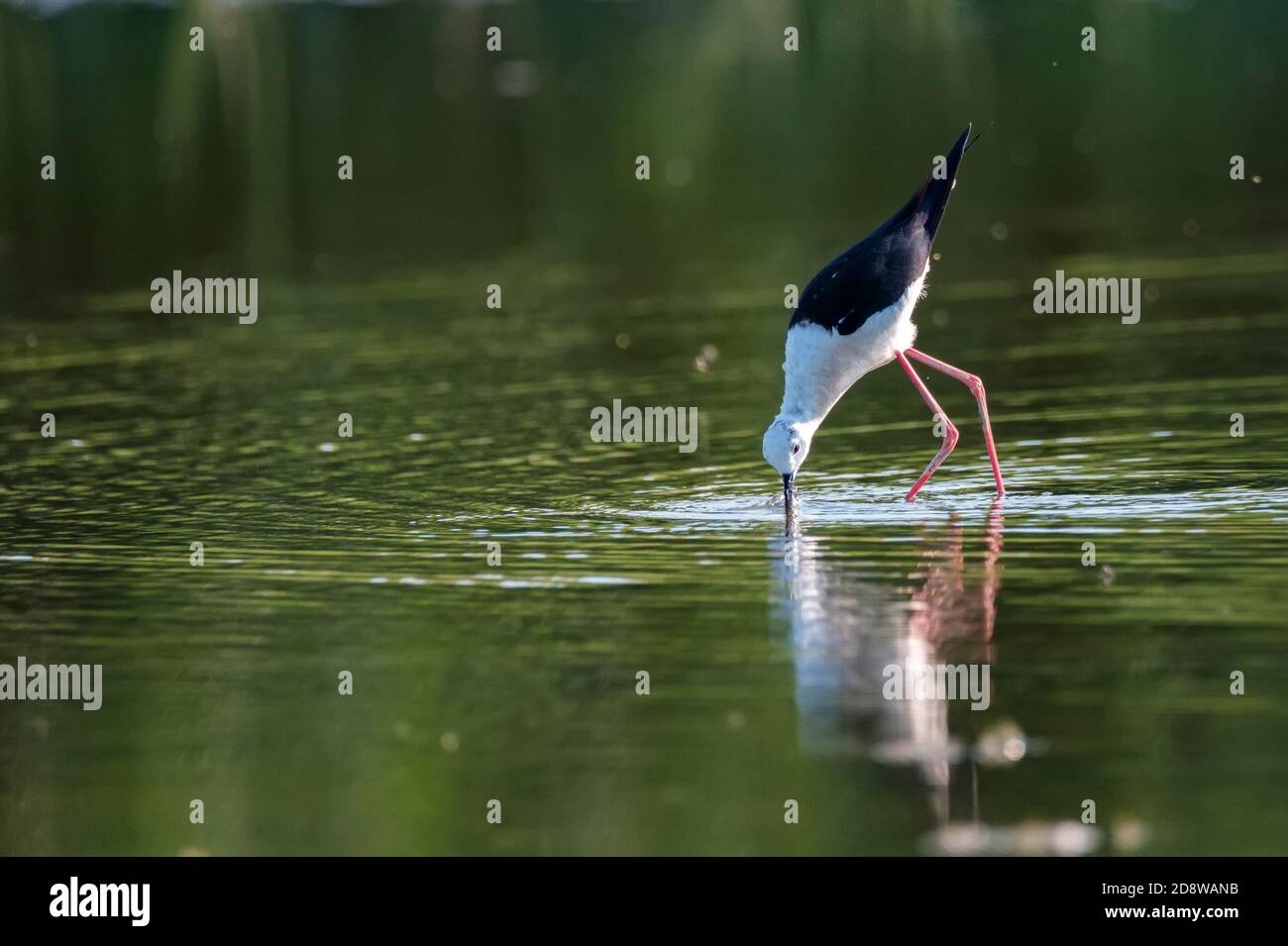 Multi legged animals hi-res stock photography and images - Alamy