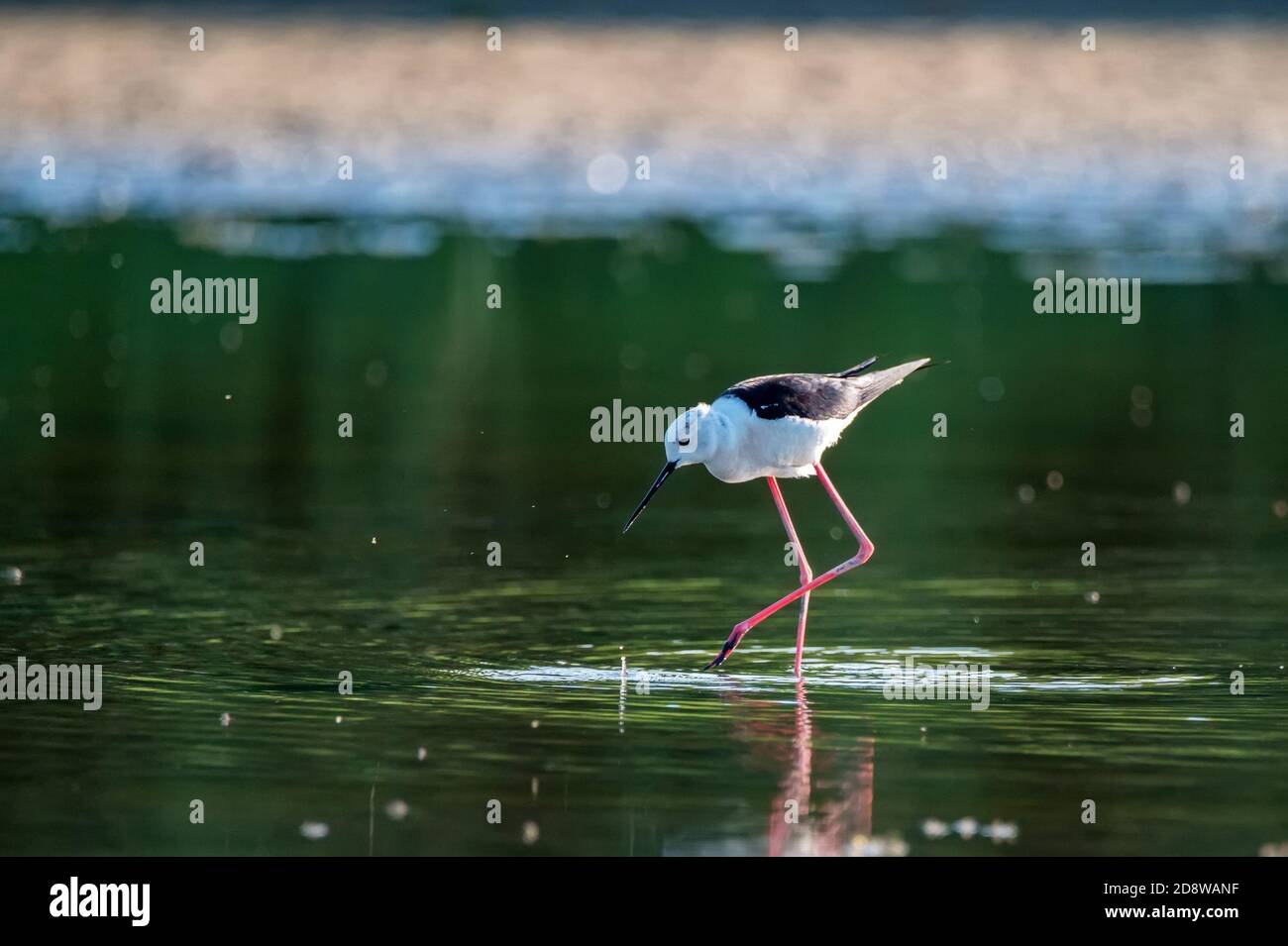 Multi legged animals hi-res stock photography and images - Alamy