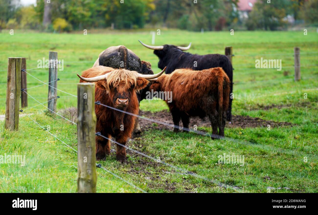 Closeup shot of bulls on the lawn in the farm under the daylight Stock ...