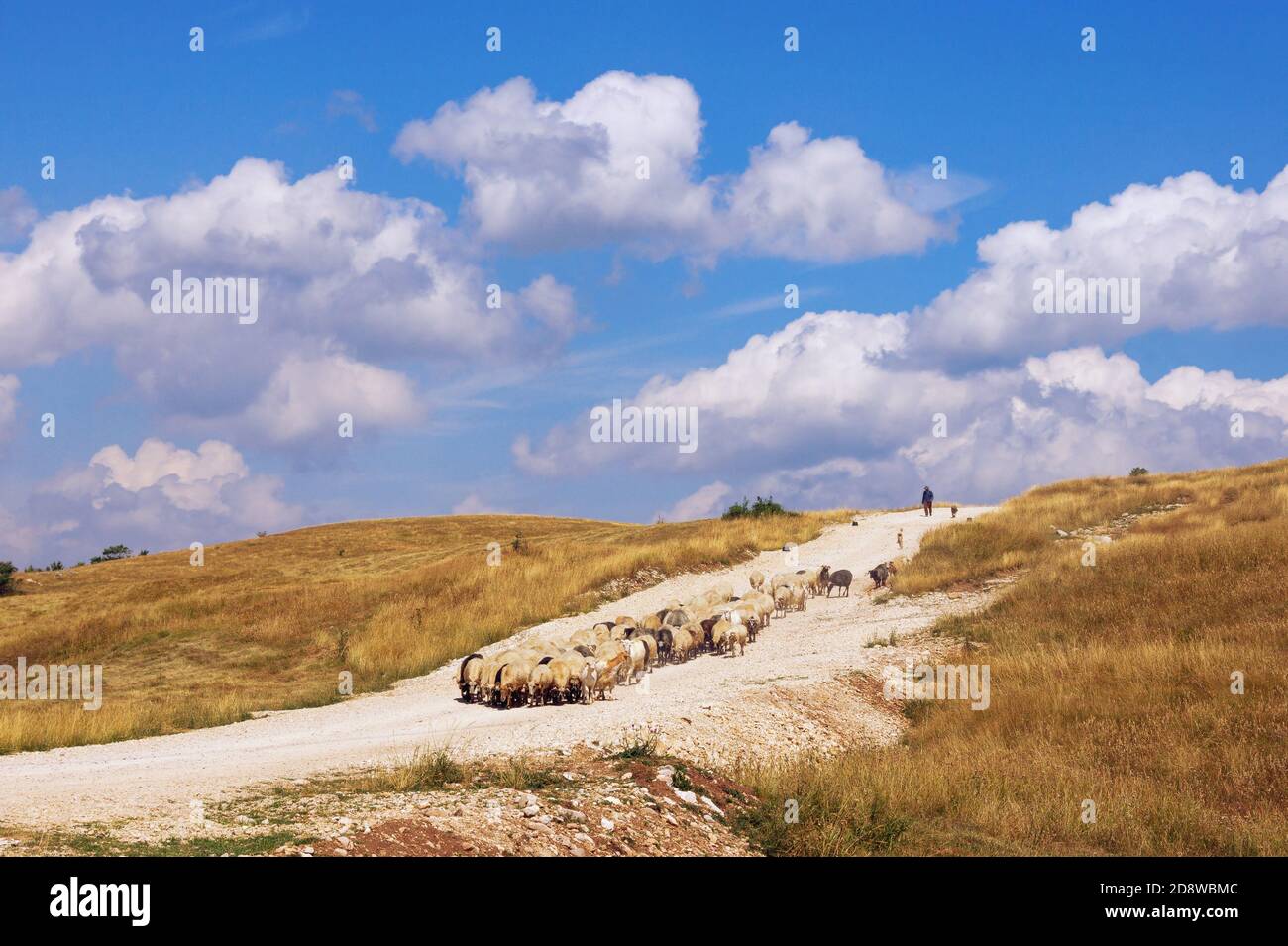 Landscape with herd of sheep coming down the hill. Balkans, Montenegro ...