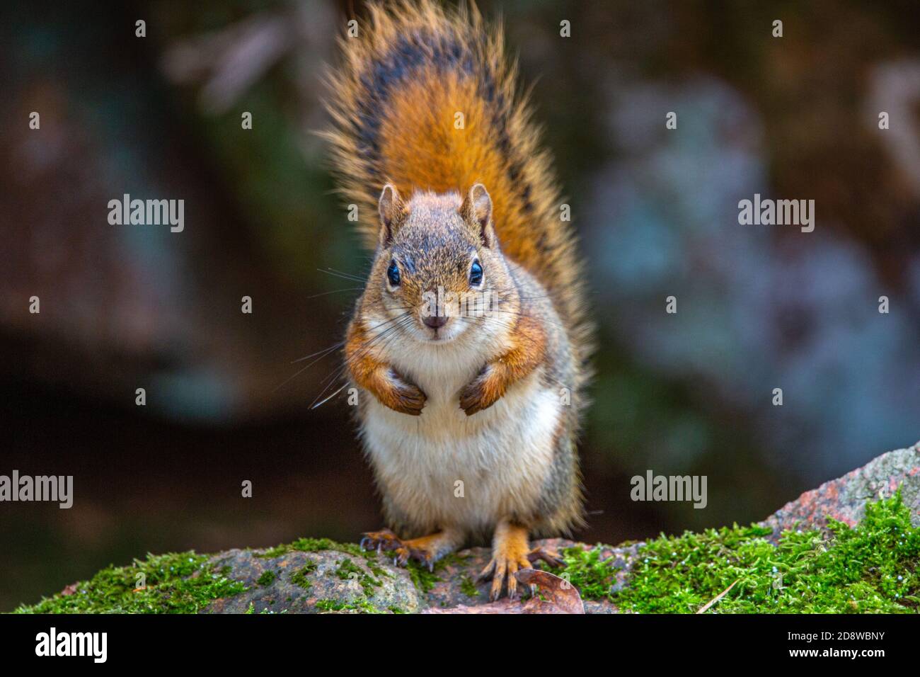 Red Squirrel (Tamiascurus hudsonicus) sitting on a rock, horizontal ...