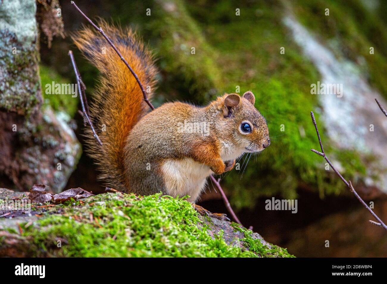 Red Squirrel (Tamiascurus hudsonicus) sitting on a rock, horizontal ...