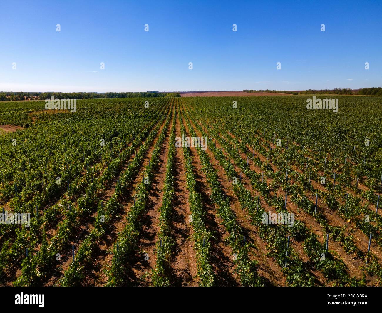Aerial flat top view of a vineyard in summer Stock Photo - Alamy