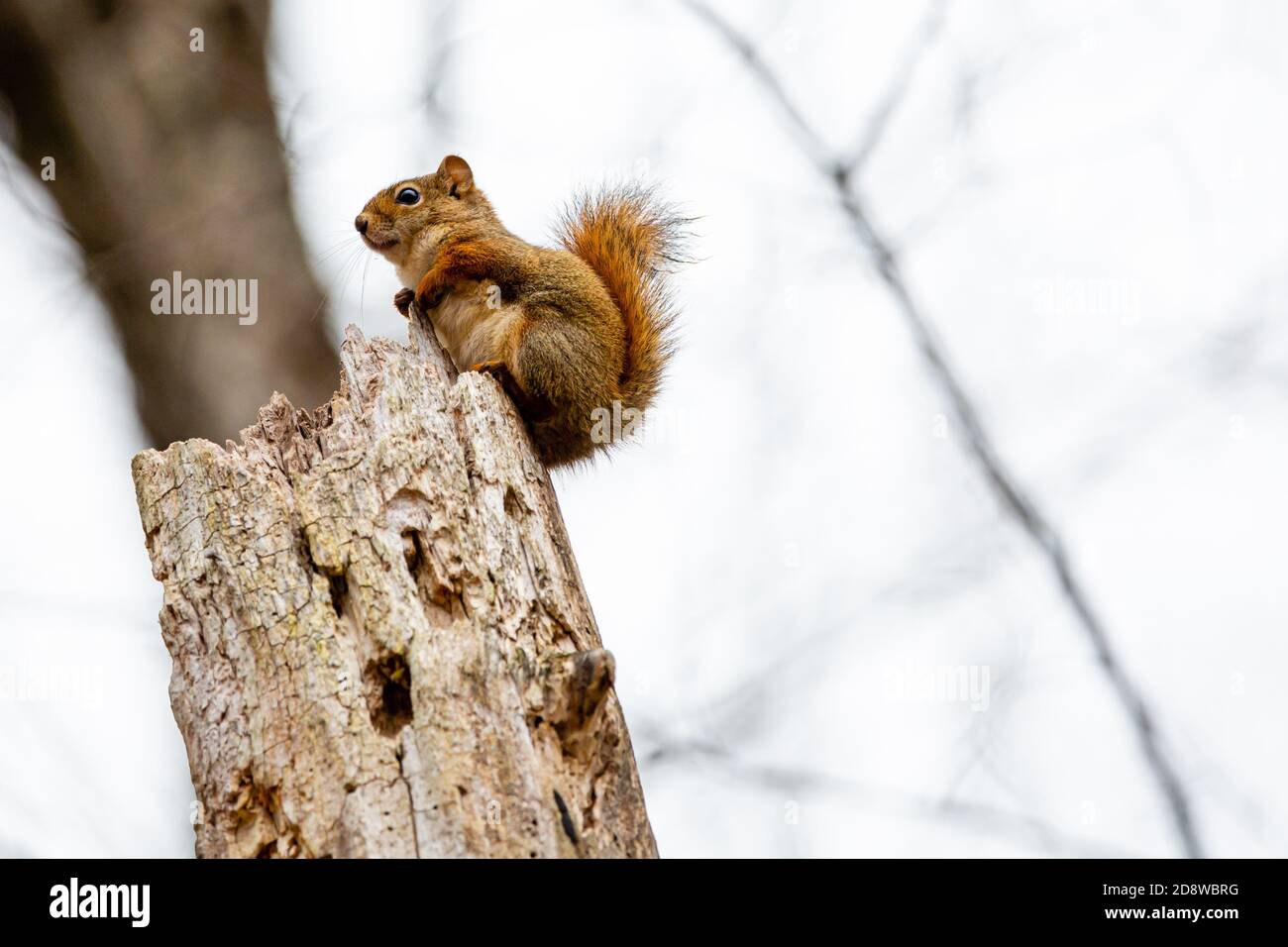 Red Squirrel (Tamiascurus hudsonicus) sitting on a dead tree ...