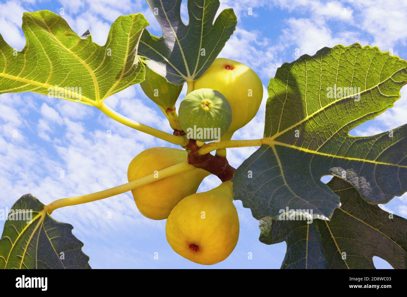 Autumn. Branch of fig tree ( Ficus carica ) with leaves and bright ...