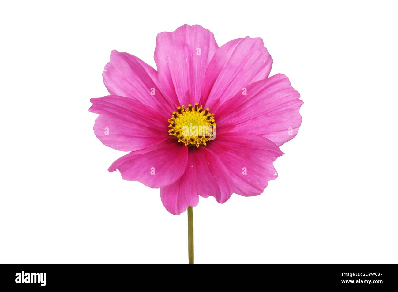 Purple cosmos flower isolated against white Stock Photo - Alamy