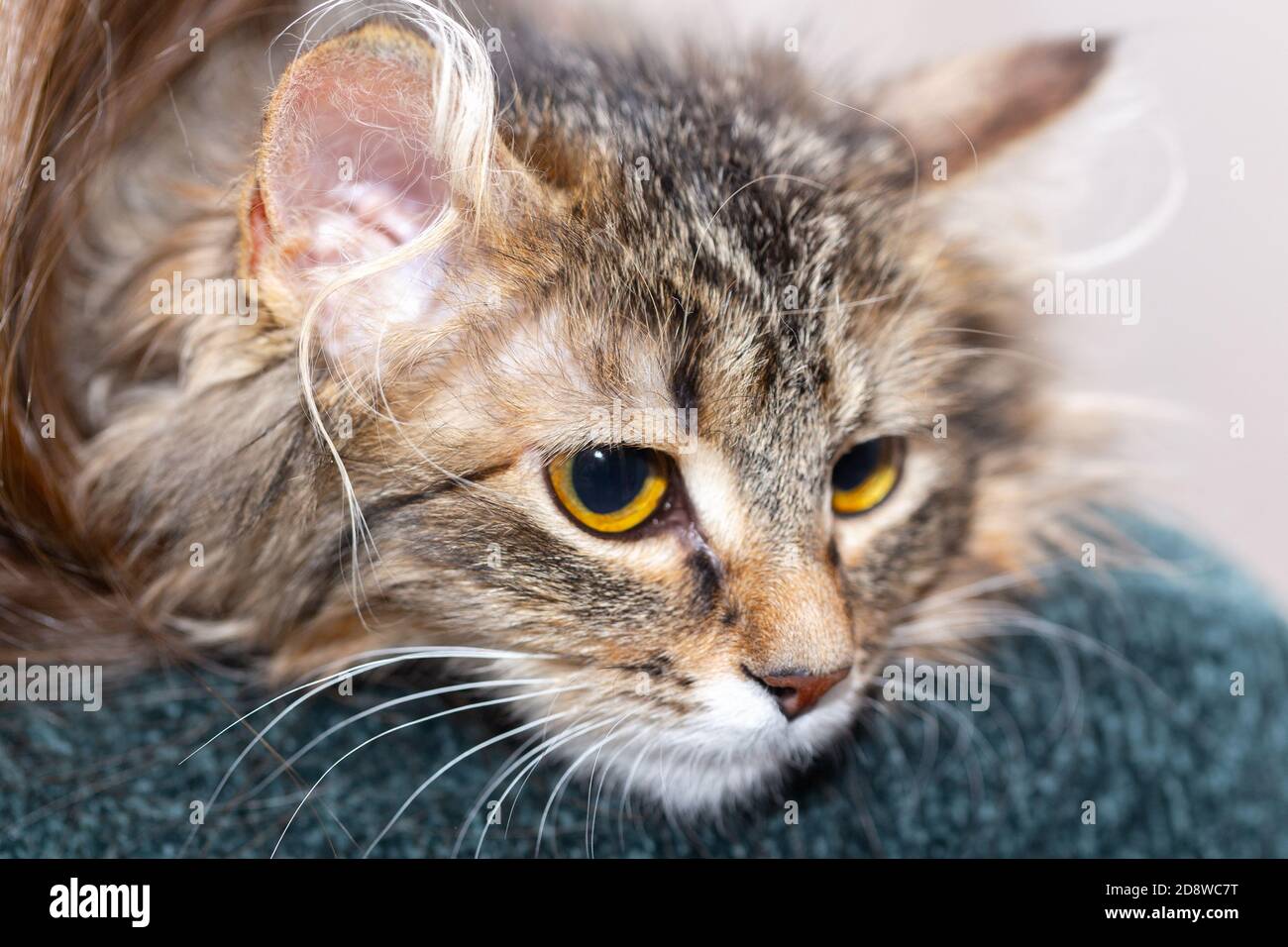 Portrait of a sad shaggy cat with yellow eyes Stock Photo - Alamy