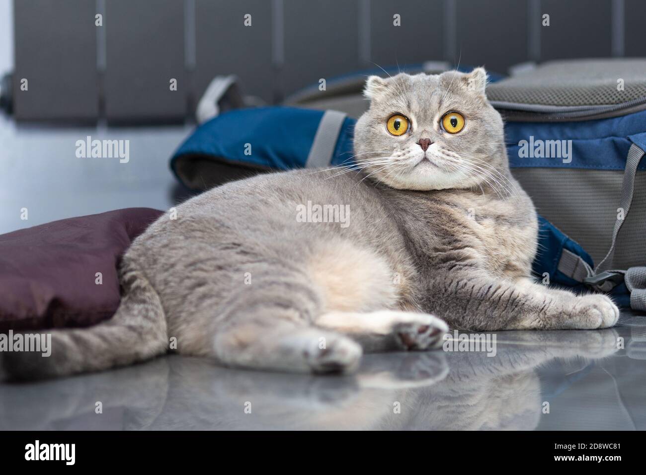 Foldy hi-res stock photography and images - Alamy