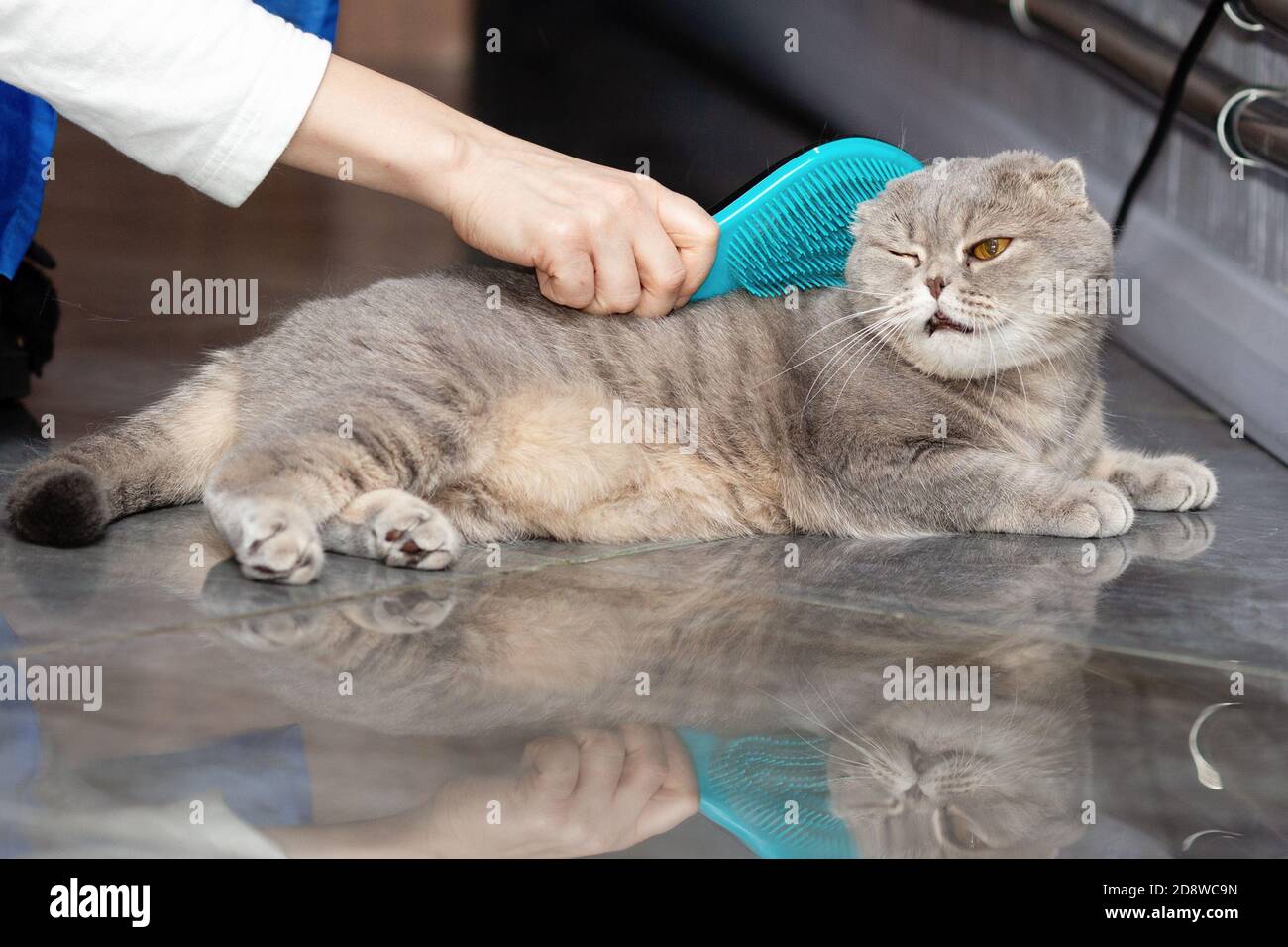 Scottish gender hi-res stock photography and images - Alamy