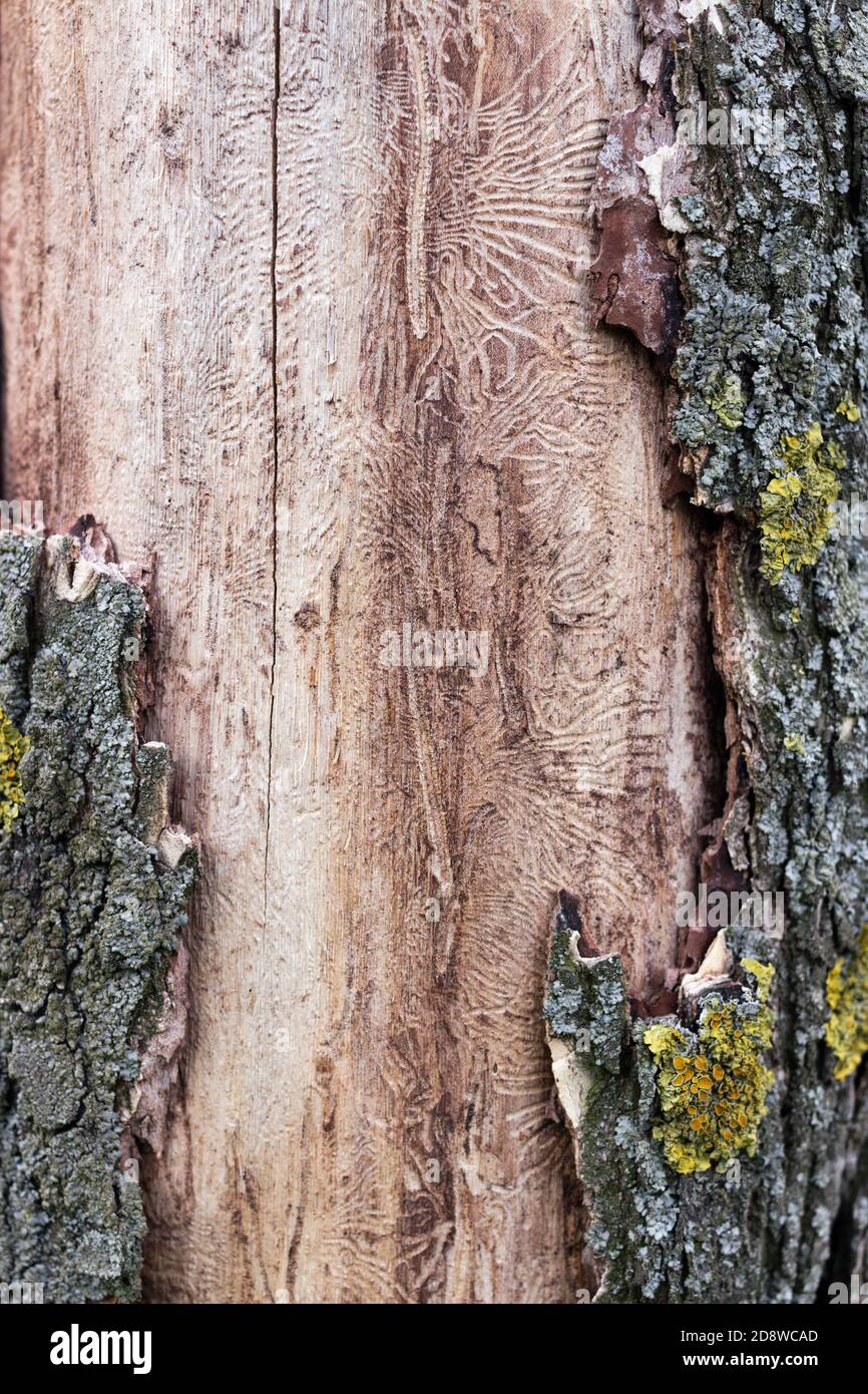 Sick tree hi-res stock photography and images - Alamy