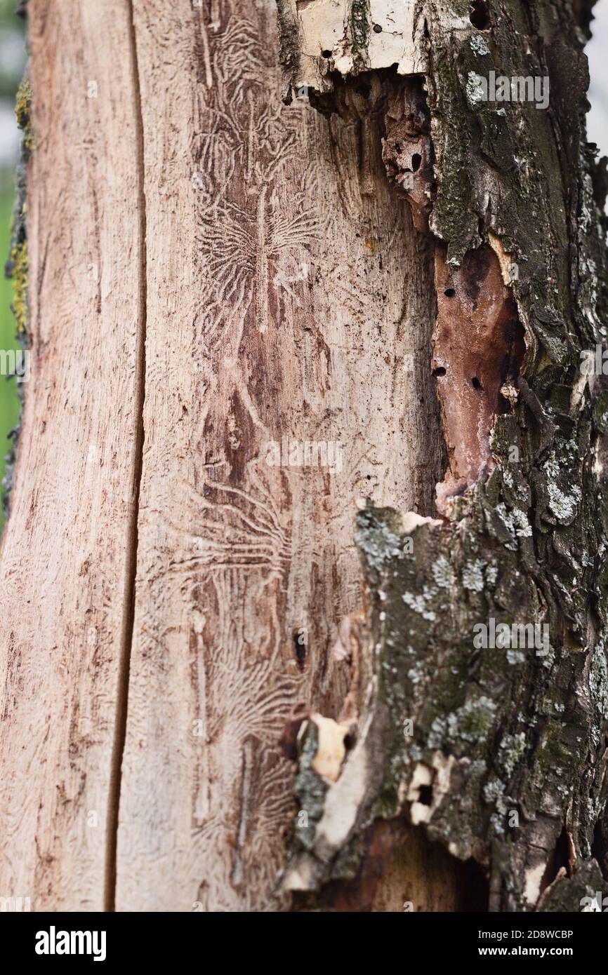 Holes in bark hi-res stock photography and images - Alamy
