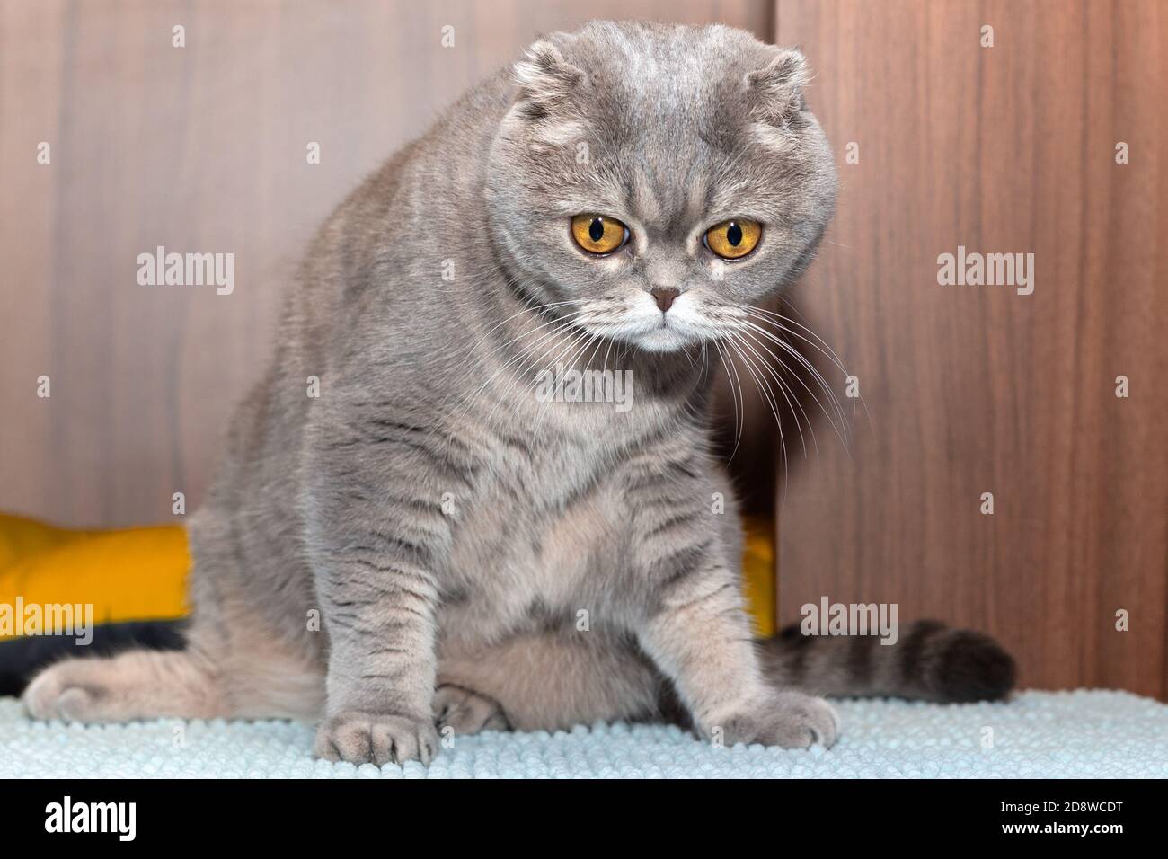 Disappointed Animals