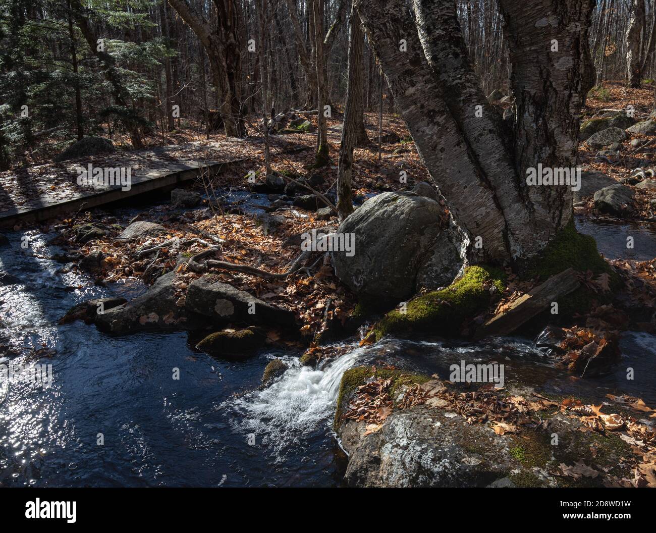 A stream flowing through a forest covered in autumn foliage in Ontario ...