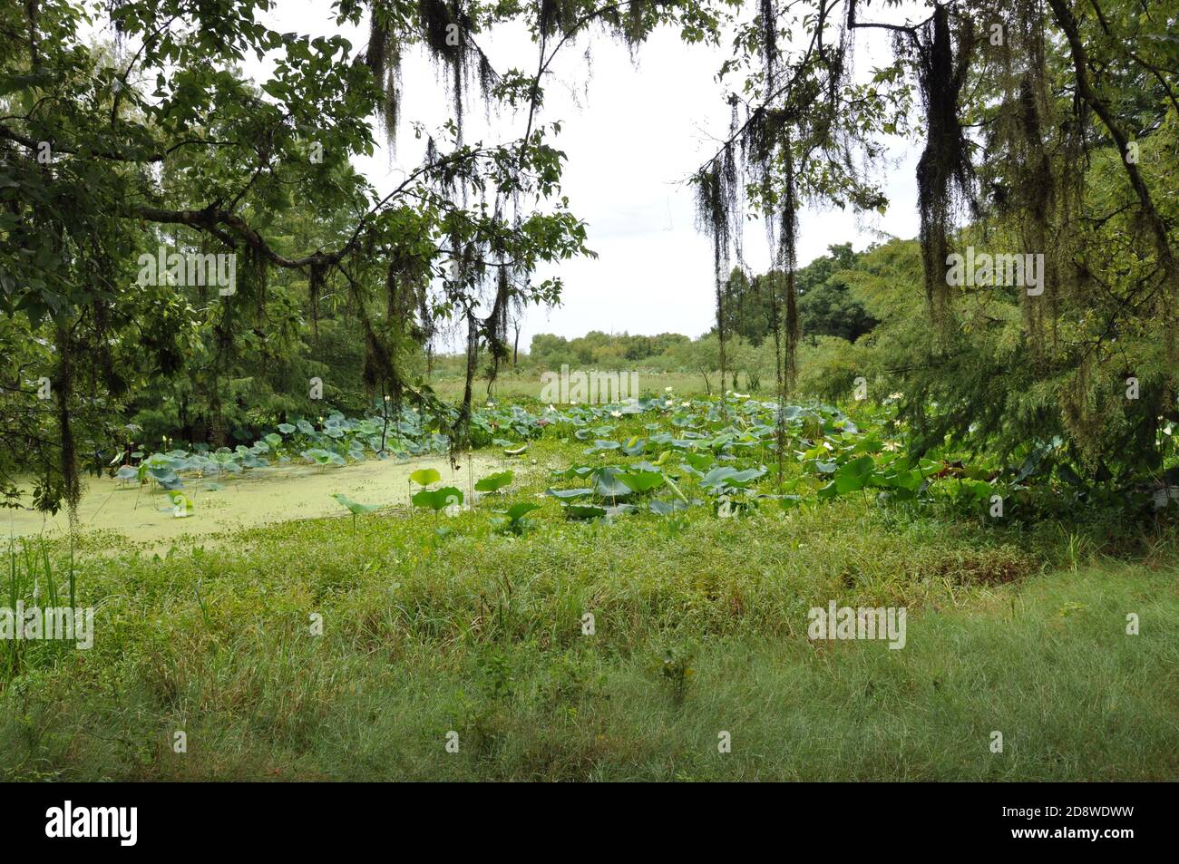 Spanish Moss Draped from Trees Over an Elm Lake in Brazos Bend State ...