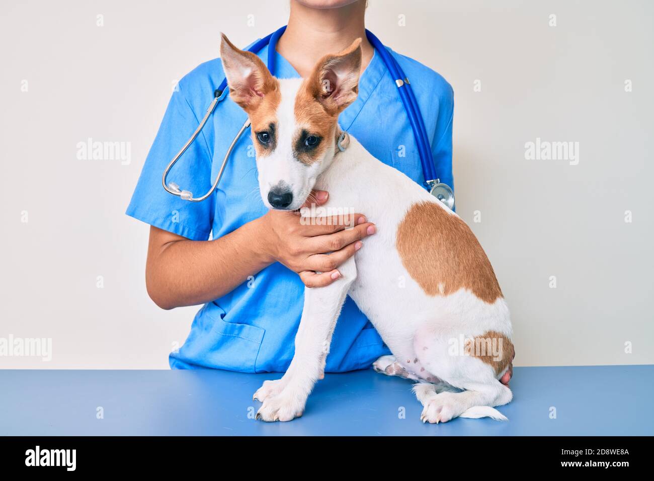 Young puppy at the veterinarian going to health checkup, professional ...