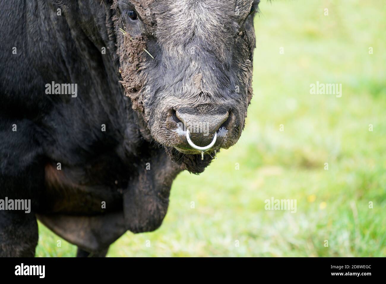 Closeup shot of a bull on the lawn in the farm under the daylight Stock ...