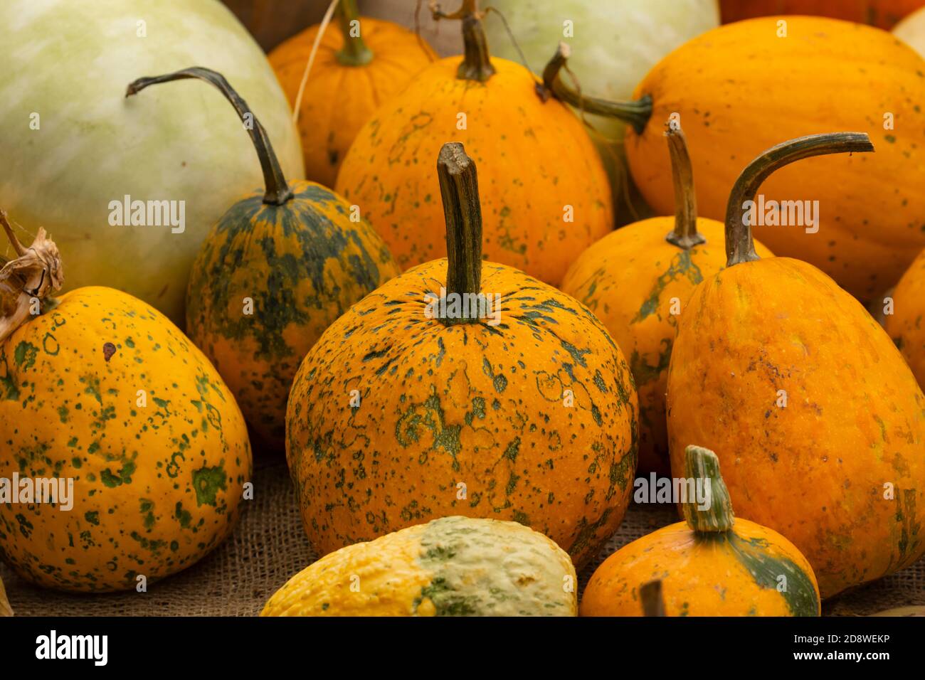 Collection of huge pumpkins, of all shapes, colors and sizes, exhibited ...