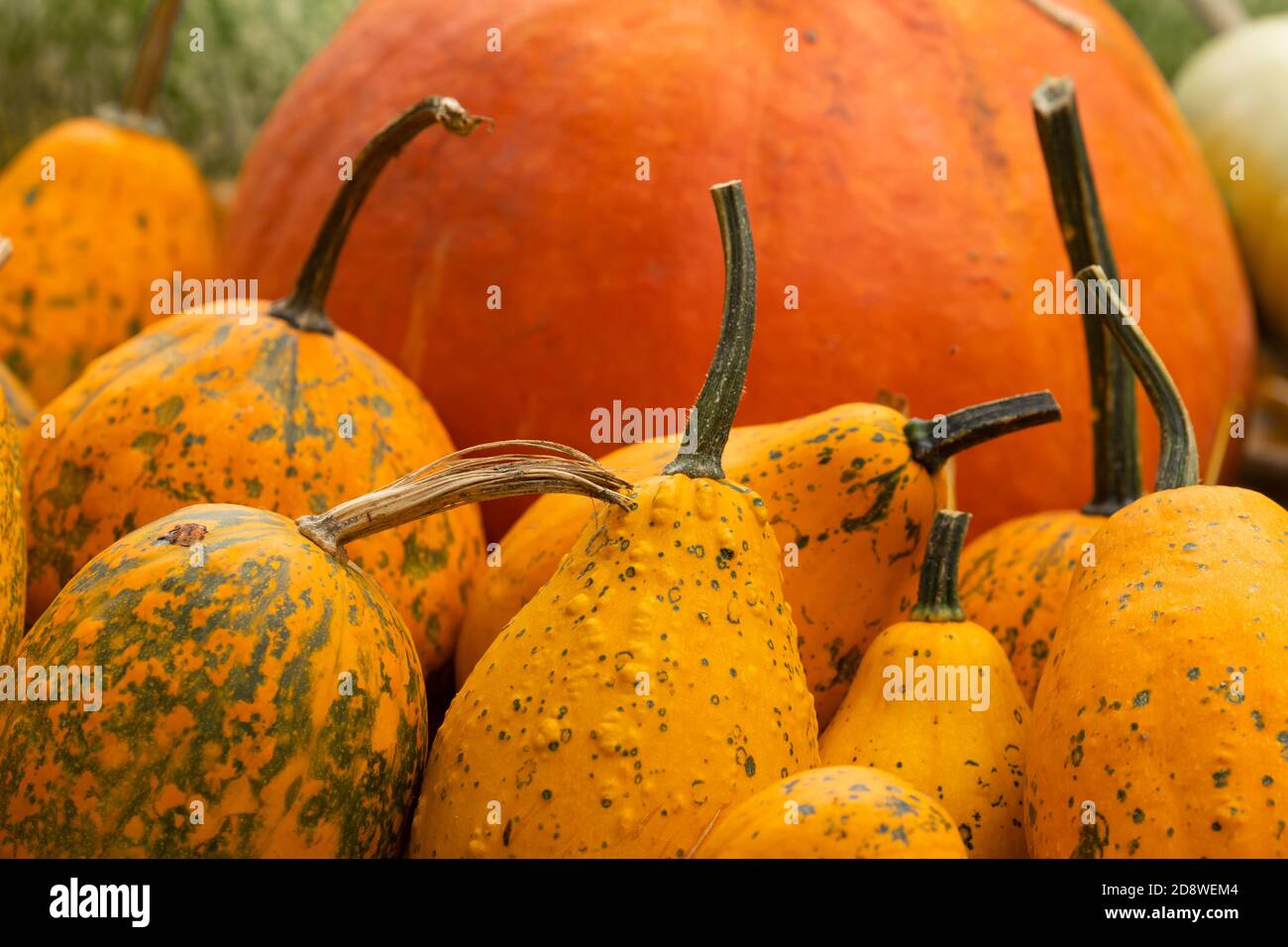 Collection of huge pumpkins, of all shapes, colors and sizes, exhibited ...
