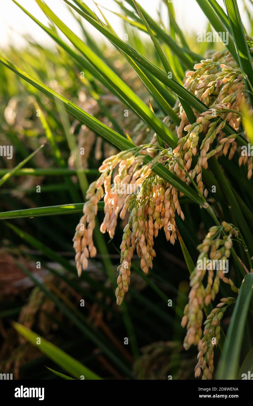 Rice Plant Food