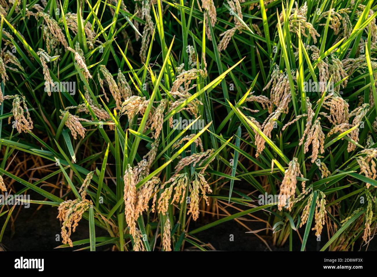 rice plant, Oryza sativa field, seeds to harvest food Stock Photo - Alamy