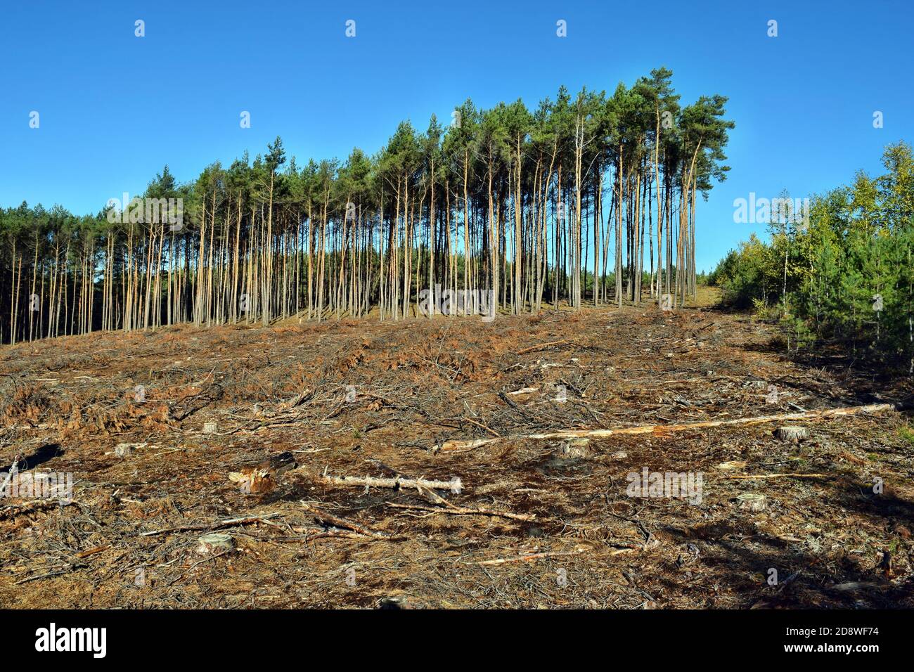 Felling of trees in the forest in Poland, Europe Stock Photo - Alamy