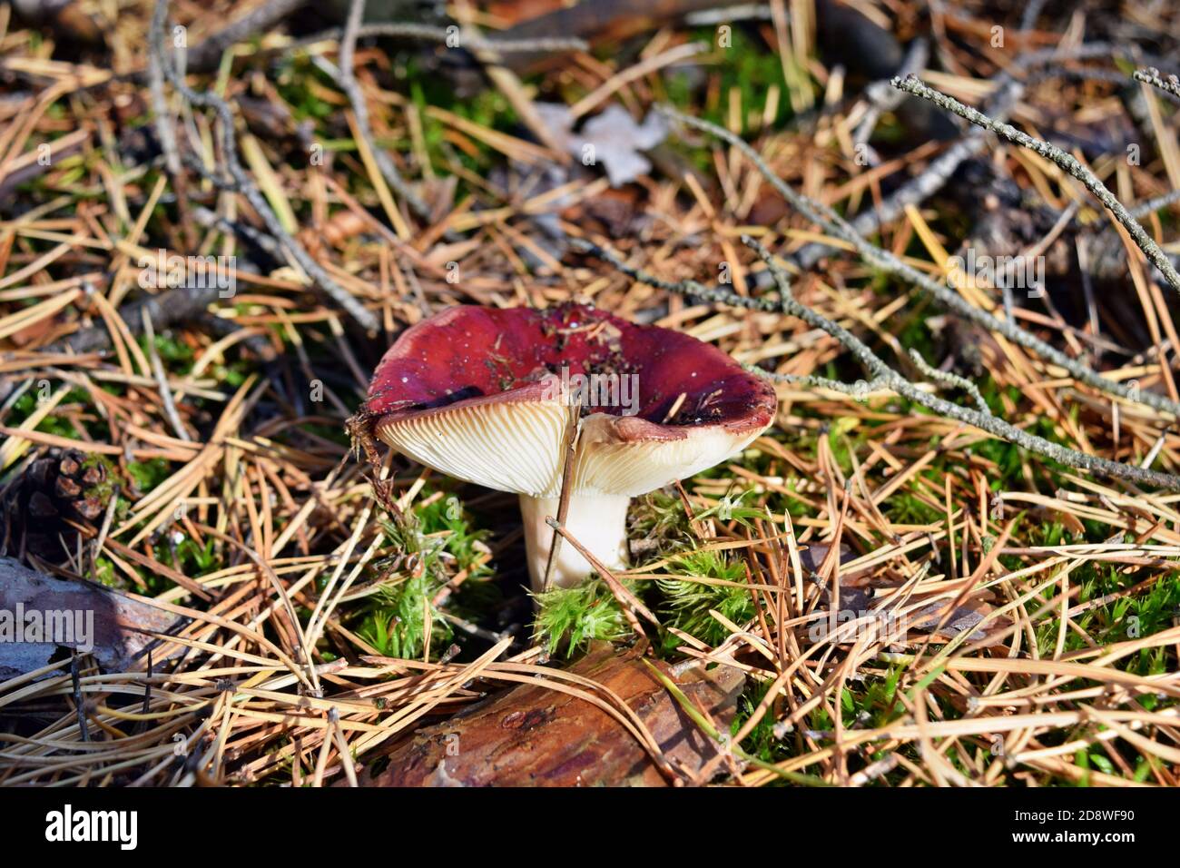 Red mushroom russula in the forest Stock Photo - Alamy