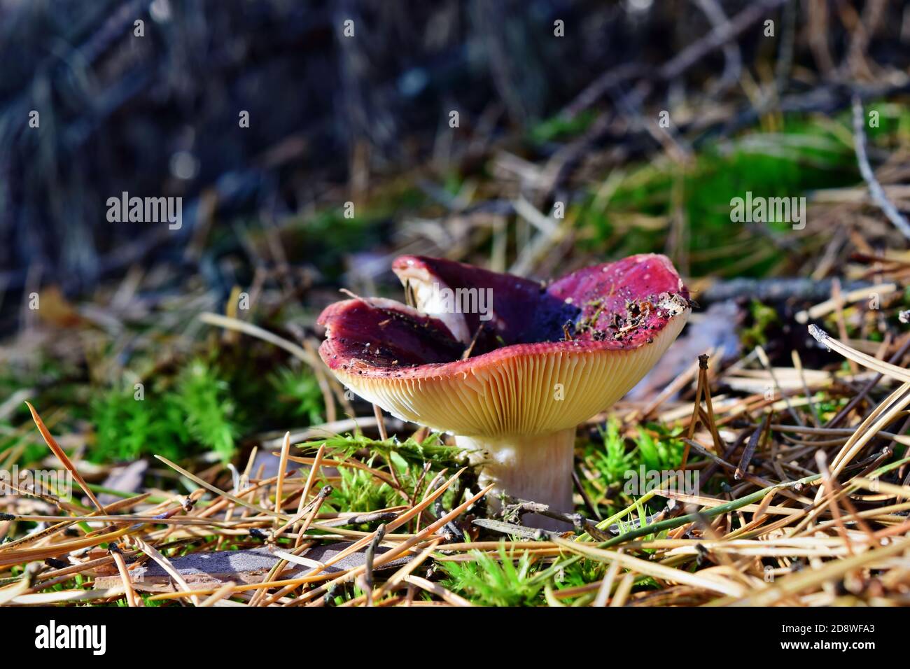 Red mushroom russula in the forest Stock Photo - Alamy