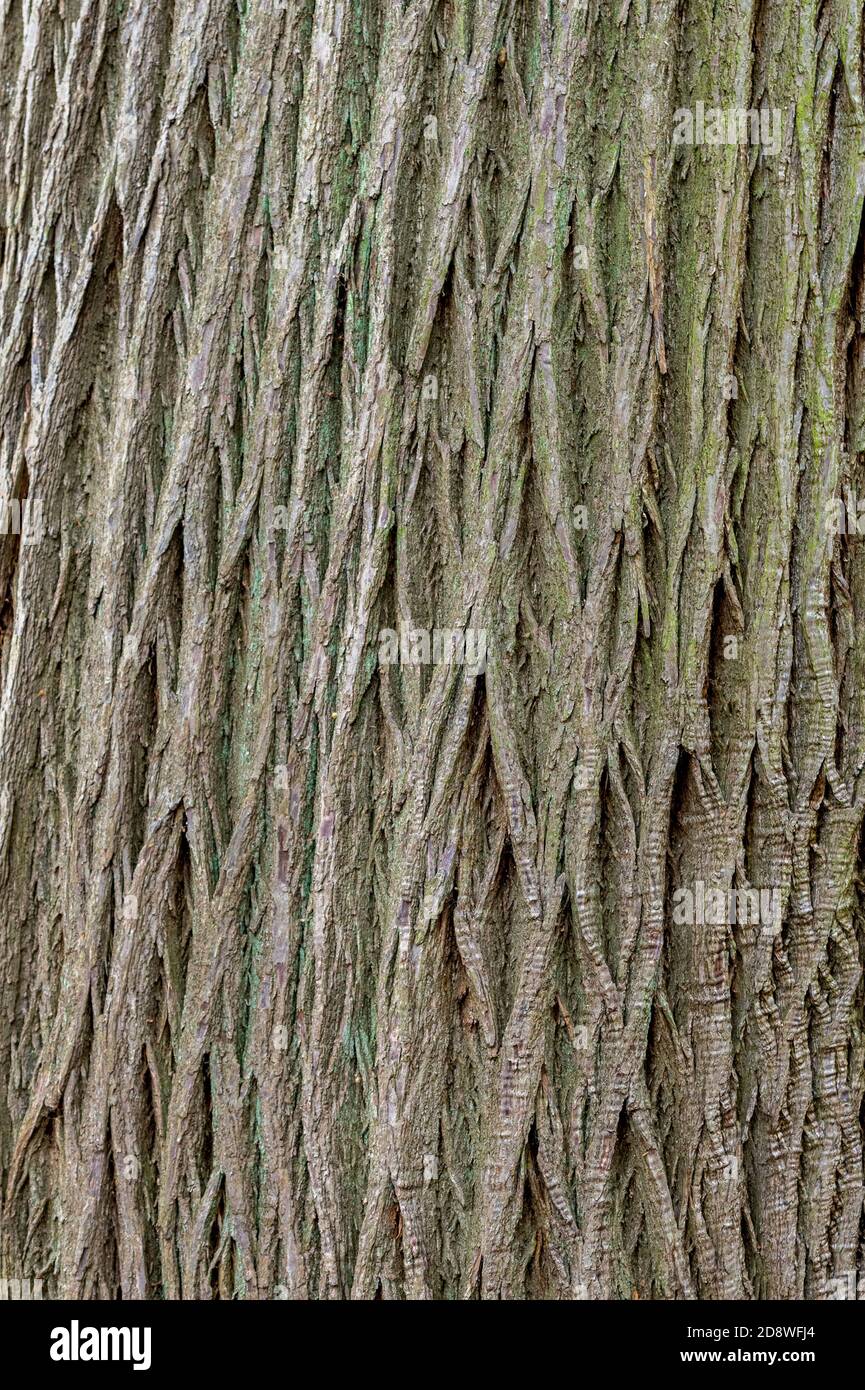 Triangular shaped tree hi-res stock photography and images - Alamy